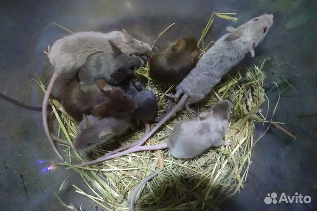 Сатиновые мышки разных окрасов