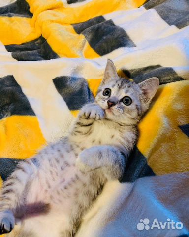 Котенок