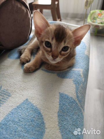 Абиссинская