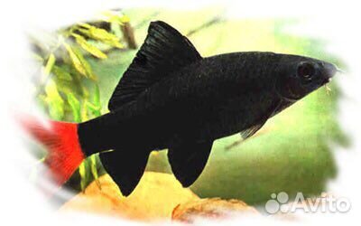 Рыбка Лабео