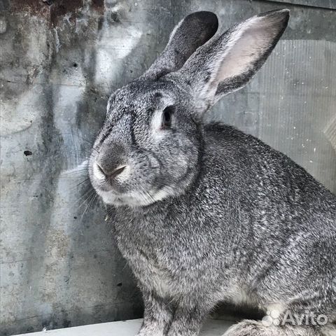 Кролики мясных пород