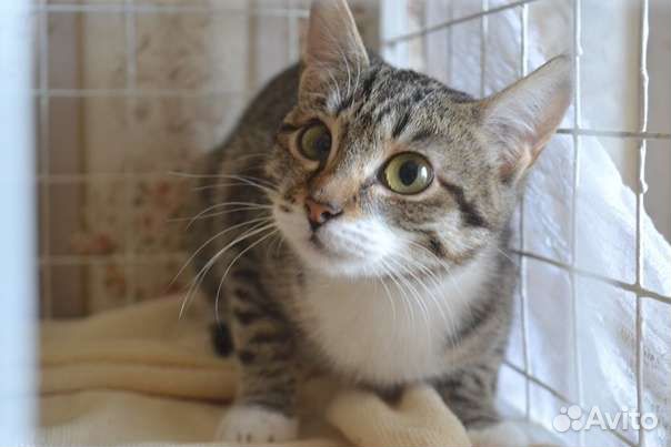 Котенок Алёнка в добрые руки