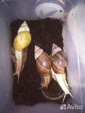 Продаю улиток-ахатин