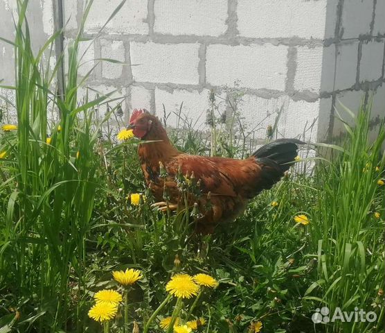 Петушки Кучинская юбилейная, Маран, Уийхелюй