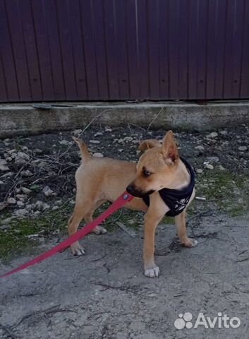 Помесь с тоем