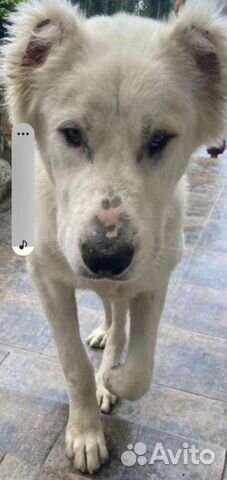 Собака в добрые руки