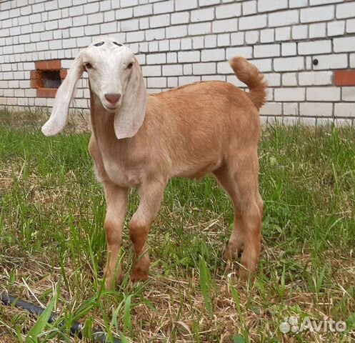 Козлик 100 а/ н