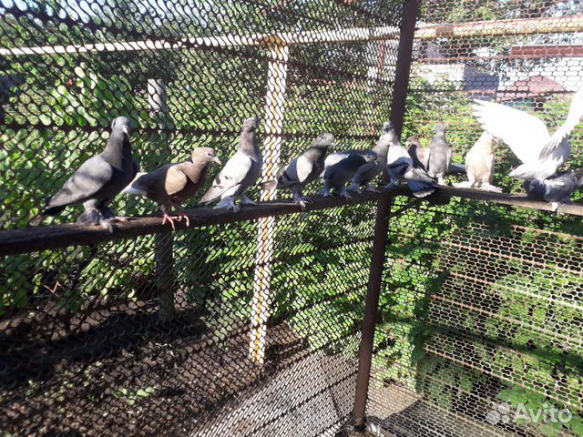 Ленинаканцы Бойные голубибакинские Широкохвостые