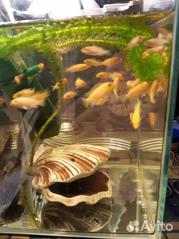 Продаются Цихлиды Еллоу мальки от 2 см до 4 см