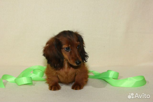 Рыжий мальчик длинношерстный кроль/мини