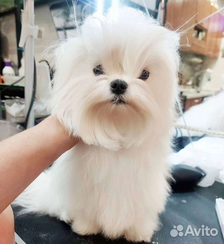 Шикарные девочки мальтезе