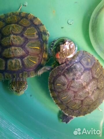 Красноухая черепаха