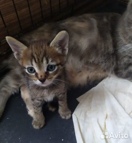 Котенок мальчик Пиксель, (1 мес., 1 нед)