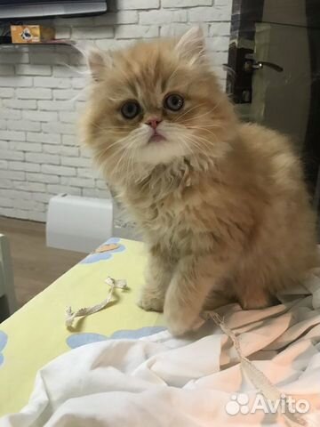 Персидская кошечка Анфиса