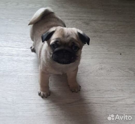 Очаровательный Мопсик