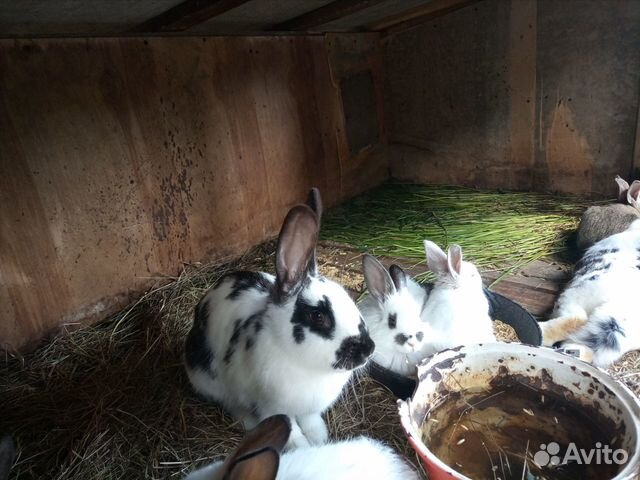 Крольчата