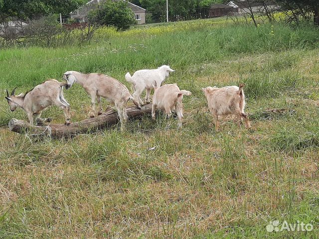 Козы и козлята