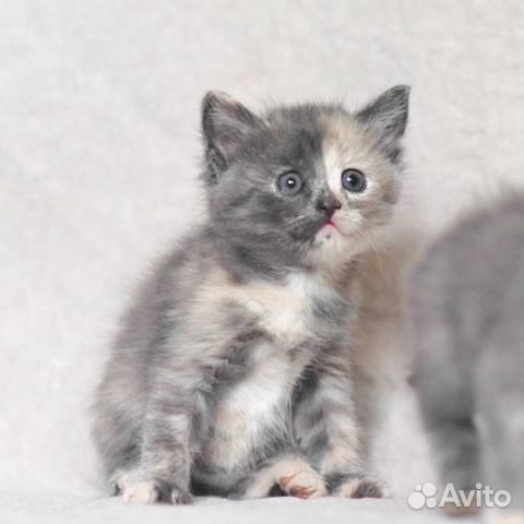 Котята в добрые руки бесплатно