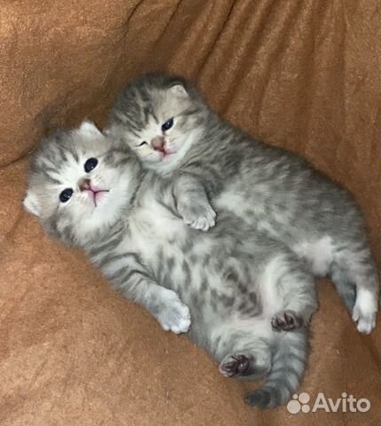 Британские котята