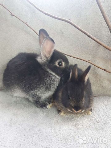 Декоративные кролики