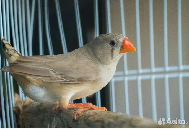 Зебровые амадины самки