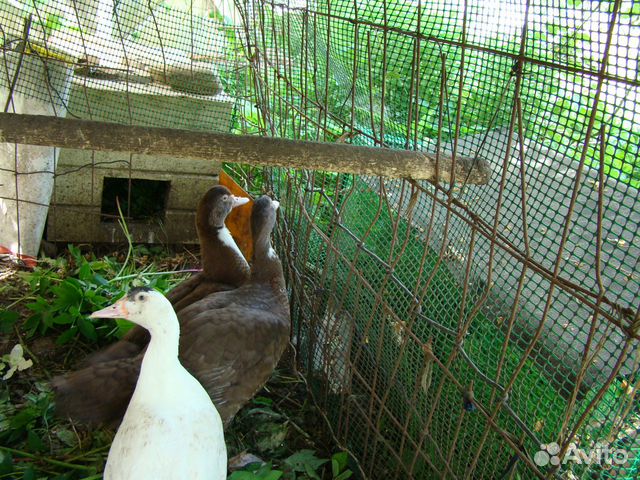 Семья индоуток