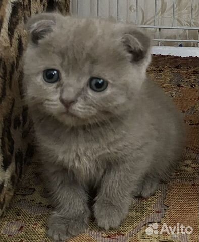 Британские котята