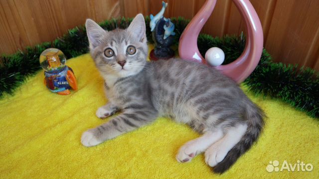 Котенка выкинули В коробке на улицу умирать