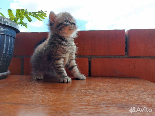 Котята