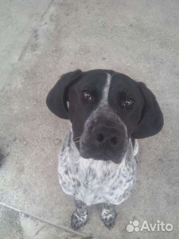 Отдам курцхаар