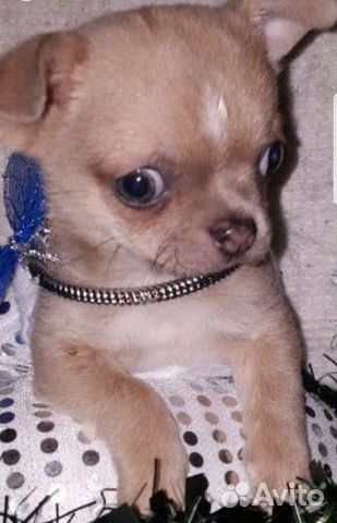 Необычный малыш