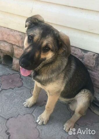 Собачка девочка молодая