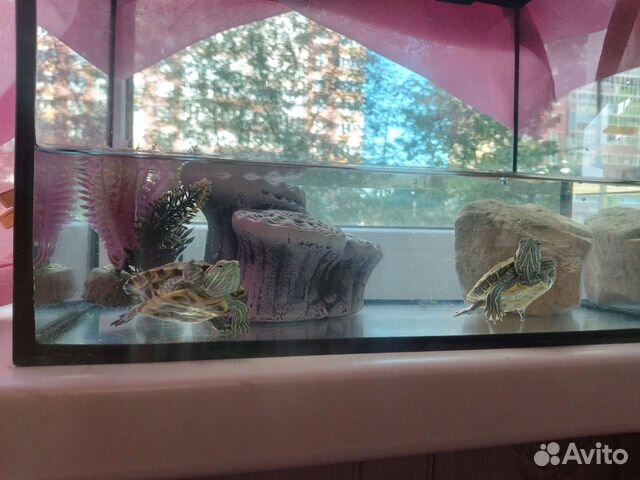 Черепахи две с террариумом и всем, вместе с кормом