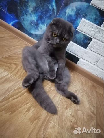Шотландский вислоухий кот бесплатно