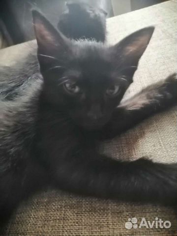 Кот 2 месяца