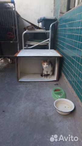 Кошечка обычная дворянка