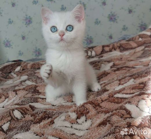 Британская Кошечка колор пойнт из профессиональног