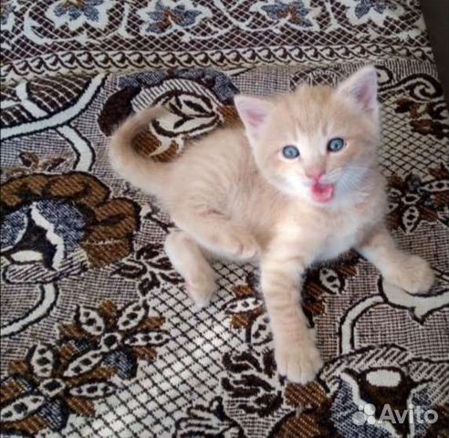 Кошка