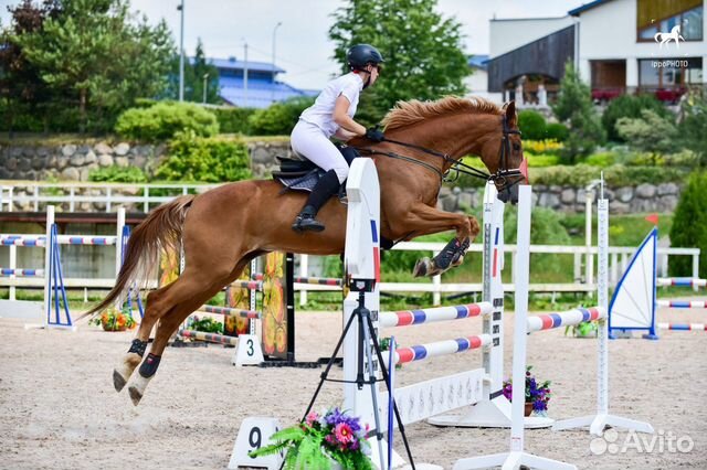 Спортивный мерин