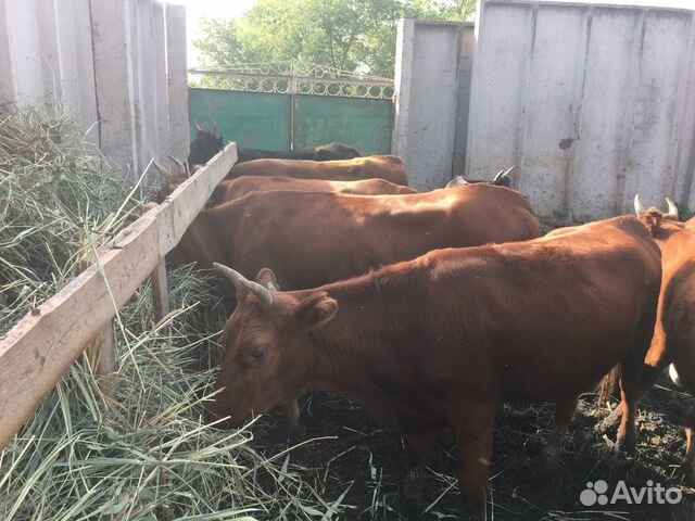 Телки стельные колмычкм