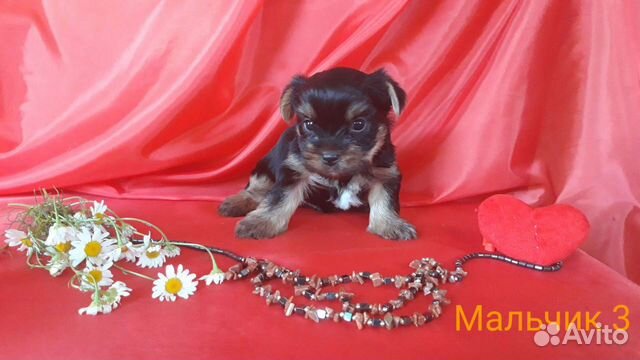 Щенки Йорка