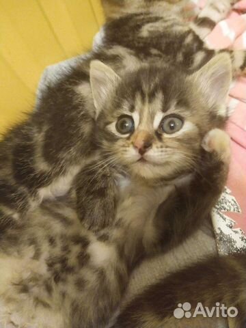 Котята 1.5 месяца