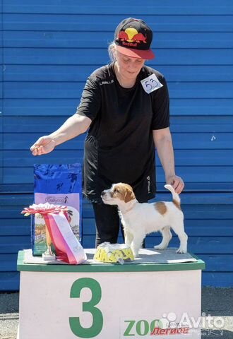 Щенки Джек рассел терьер