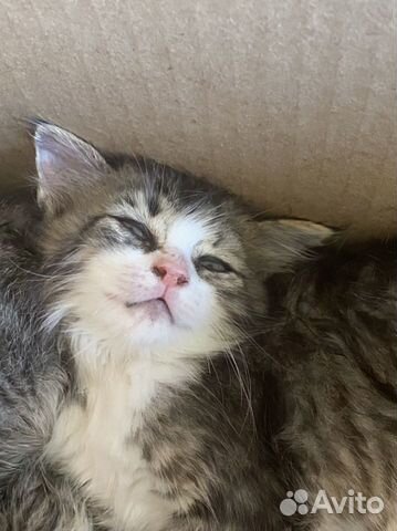 Котята