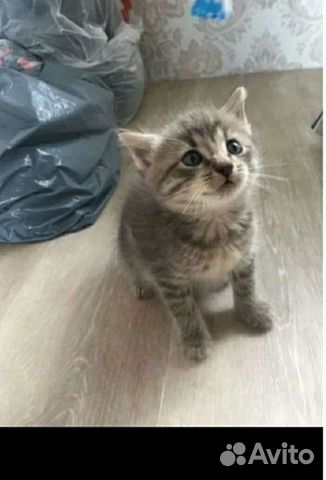 Котенок в дар