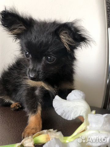 Щенок длинношерстого русского тоя