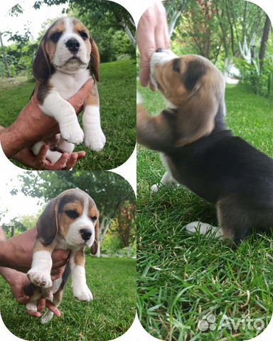 Бигль дети с достойной родословной