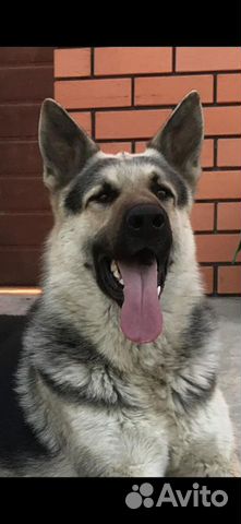 Продам щенков Восточноевропейской овчарки (вео)