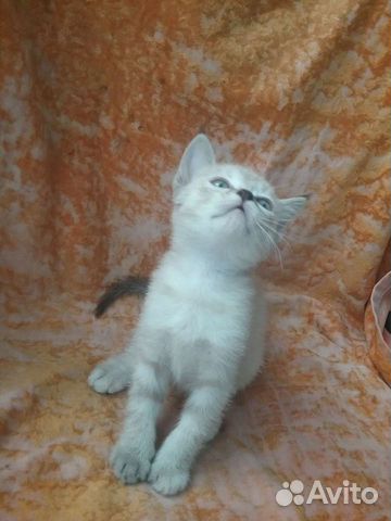 Британские короткошерстные котята. В любимцы
