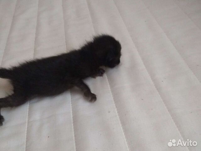 Черный котенок